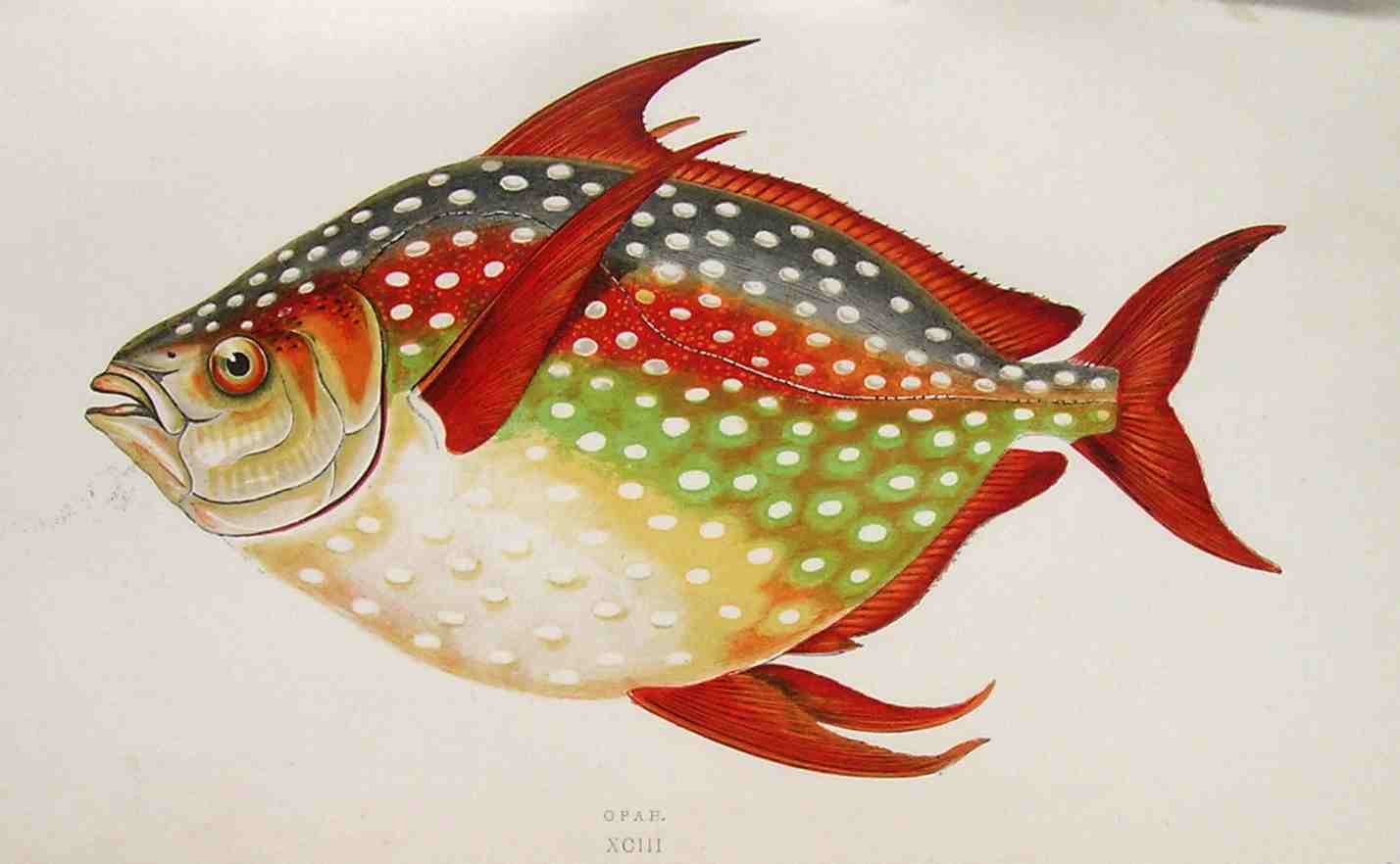 OPAH MOONFISH HAWAII || Michael Jennings Antique Maps and Prints