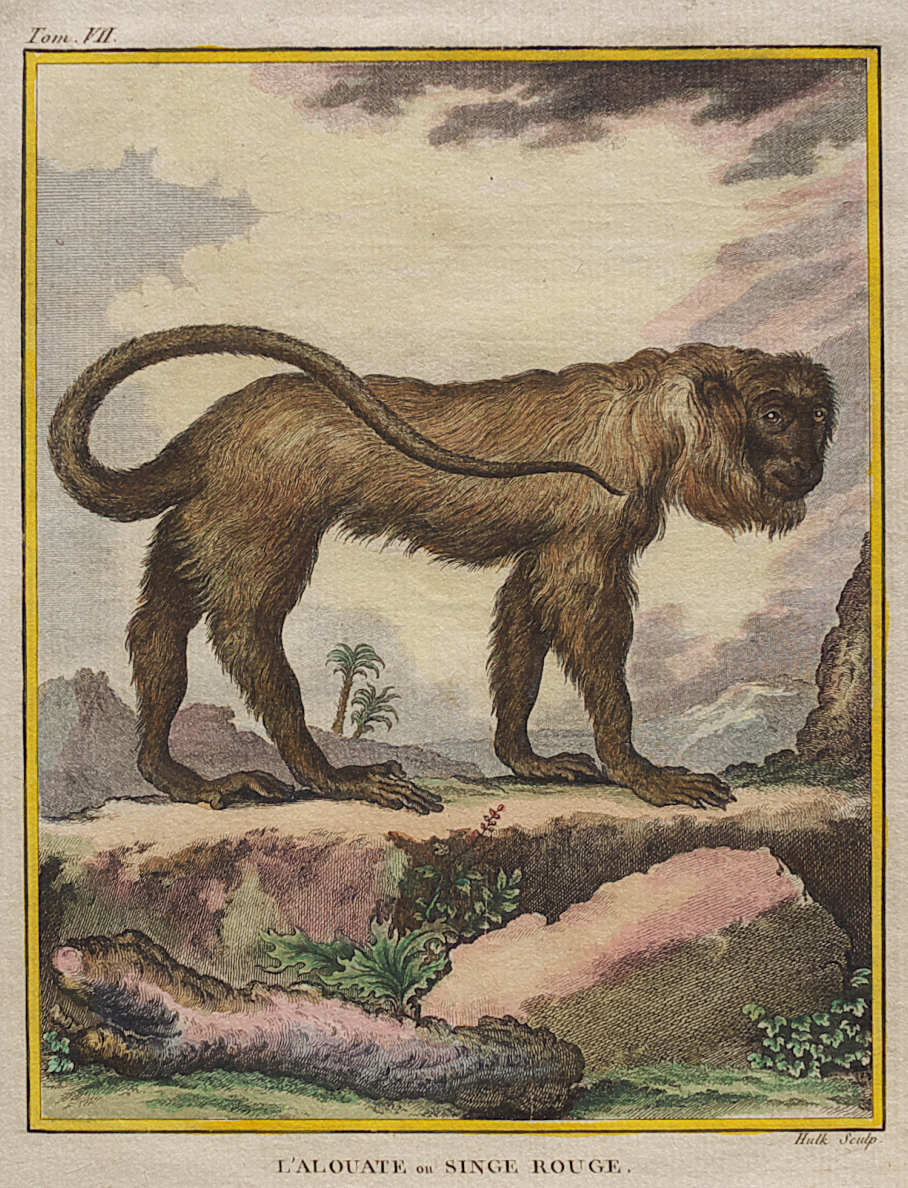 MONKEY BUFFON L'ALOUATE OU SINGE ROUGE HOWLER MONKEY || Michael ...