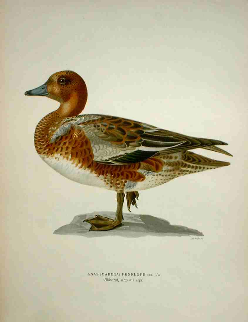(DUCKS) ANAS (MARECA) PENELOPE || Michael Jennings Antique Maps and Prints