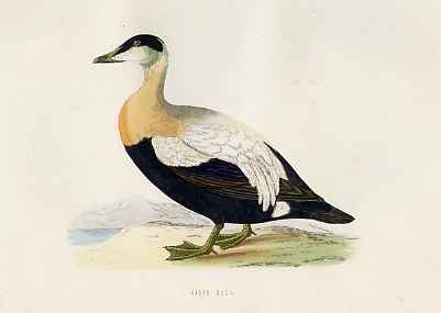 (DUCKS)EIDER DUCK || Michael Jennings Antique Maps and Prints