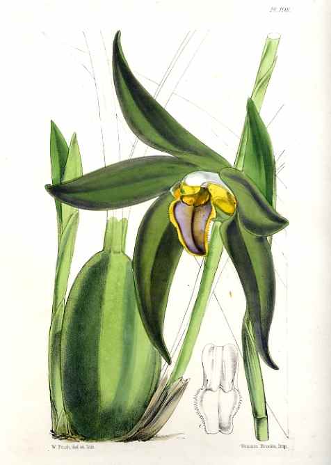 ORCHID LYCASTE GIGANTEA || Michael Jennings Antique Maps and Prints